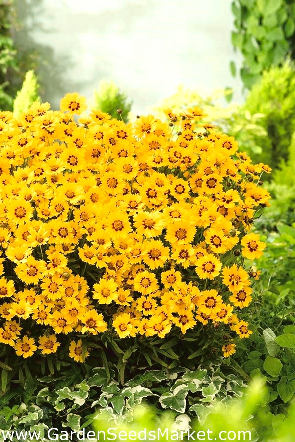 Plains coreopsis "Golden Dwarf"; garden tickseed, golden tickseed ...