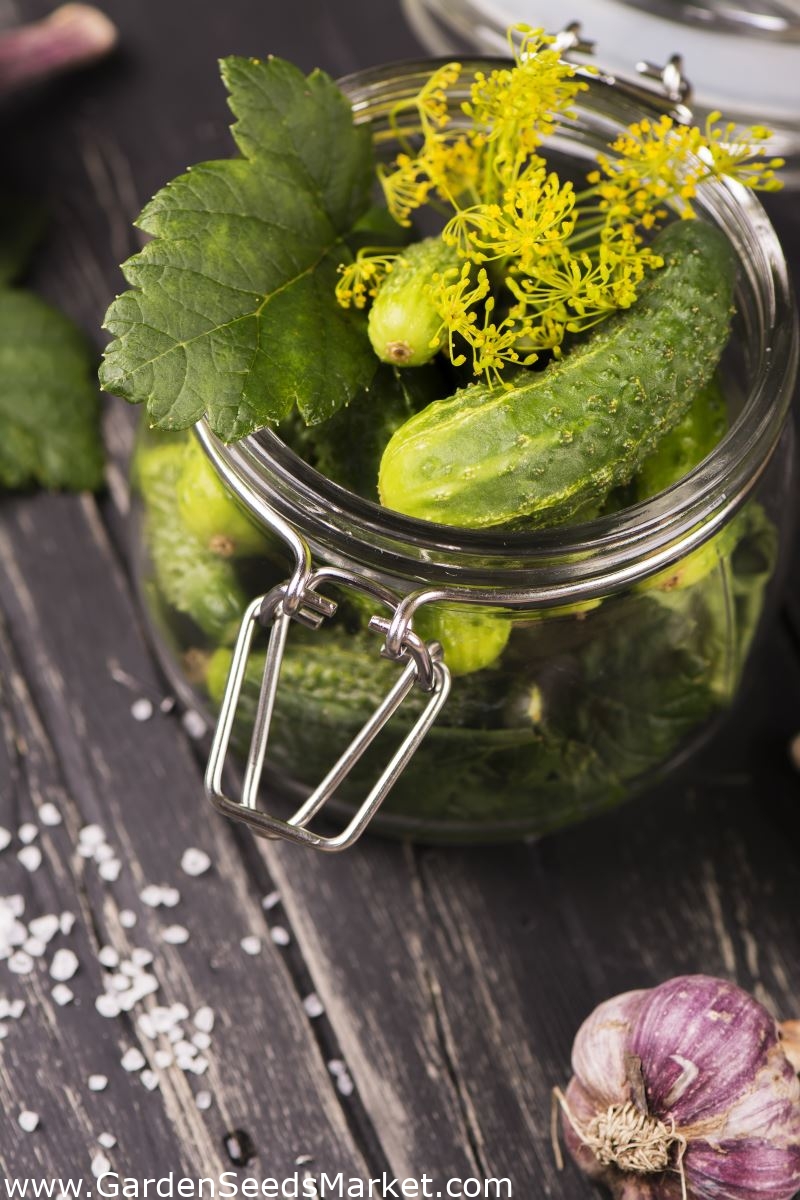 Growing Cornichon De Paris at Chelsea Fick blog