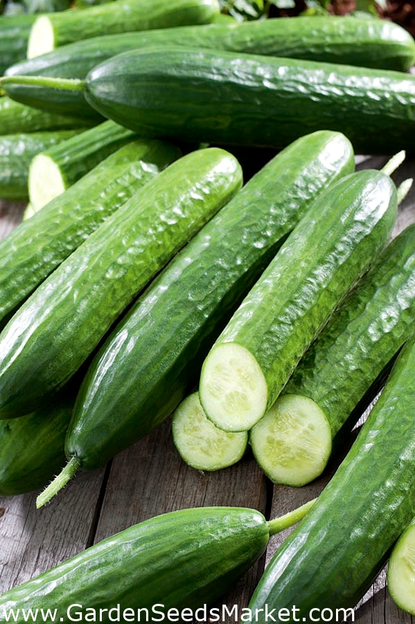 Paprastasis agurkas - Gracius F1 - 175 sēklas - Cucumis sativus ...
