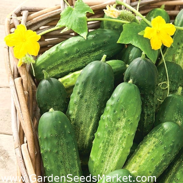 Pickling agurk - sæt frø af 5 vegetabilske planter 'sorter - – Garden ...