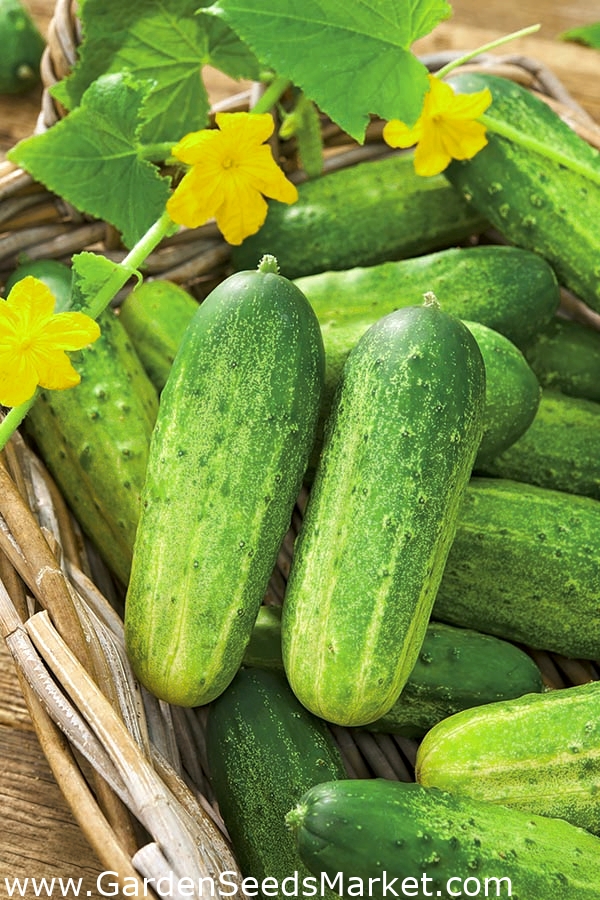 Paprastasis agurkas - Krak - 105 sēklas - Cucumis sativus – Garden ...
