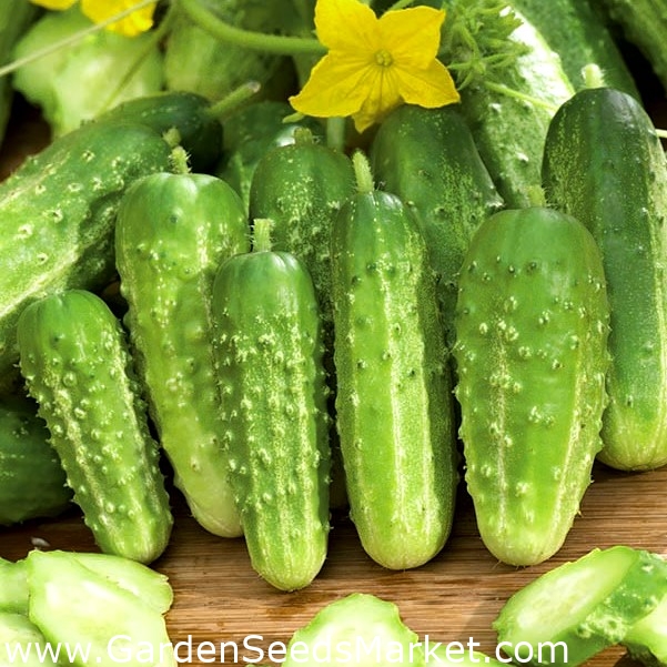Marinuoti agurkai - 5 daržovių augalų veislių sėklų rinkinys - - sėklos ...