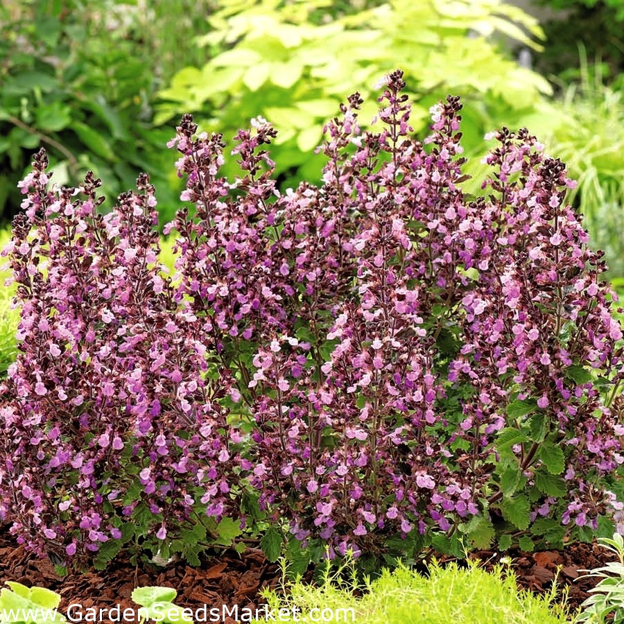 Wall Germander frön - Teucrium Chamaedrys - 70 frön - Teucrium x ...