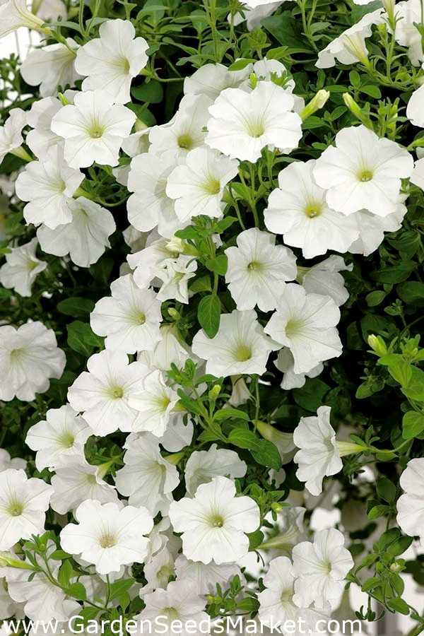 Petunia "Cascade" - white - 160 seeds – Garden Seeds Market | Free shipping