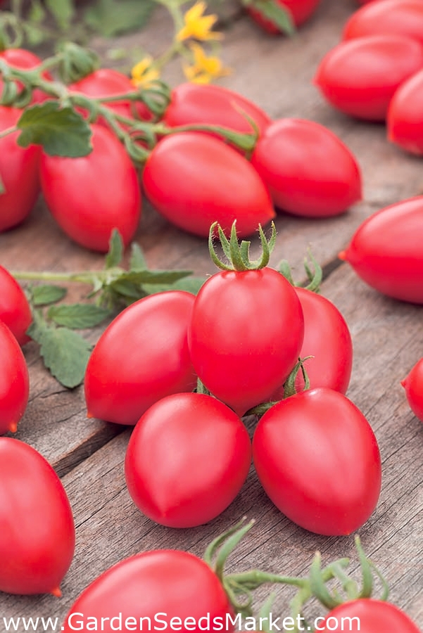 Tomate - Raspberry Delicacy - Lycopersicon esculentum Mill - graines ...