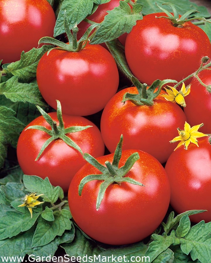 Pomidoras - Penduline Tits F1 - Lycopersicon esculentum - sėklos ...