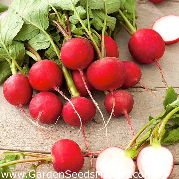 Turp "Rowa" - 425 tohumlar - Raphanus sativus L. – Garden Seeds Market ...