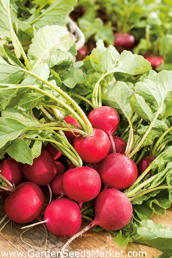 Redīsi - Tytania - granulētas sēklas - Raphanus sativus L. – Garden ...