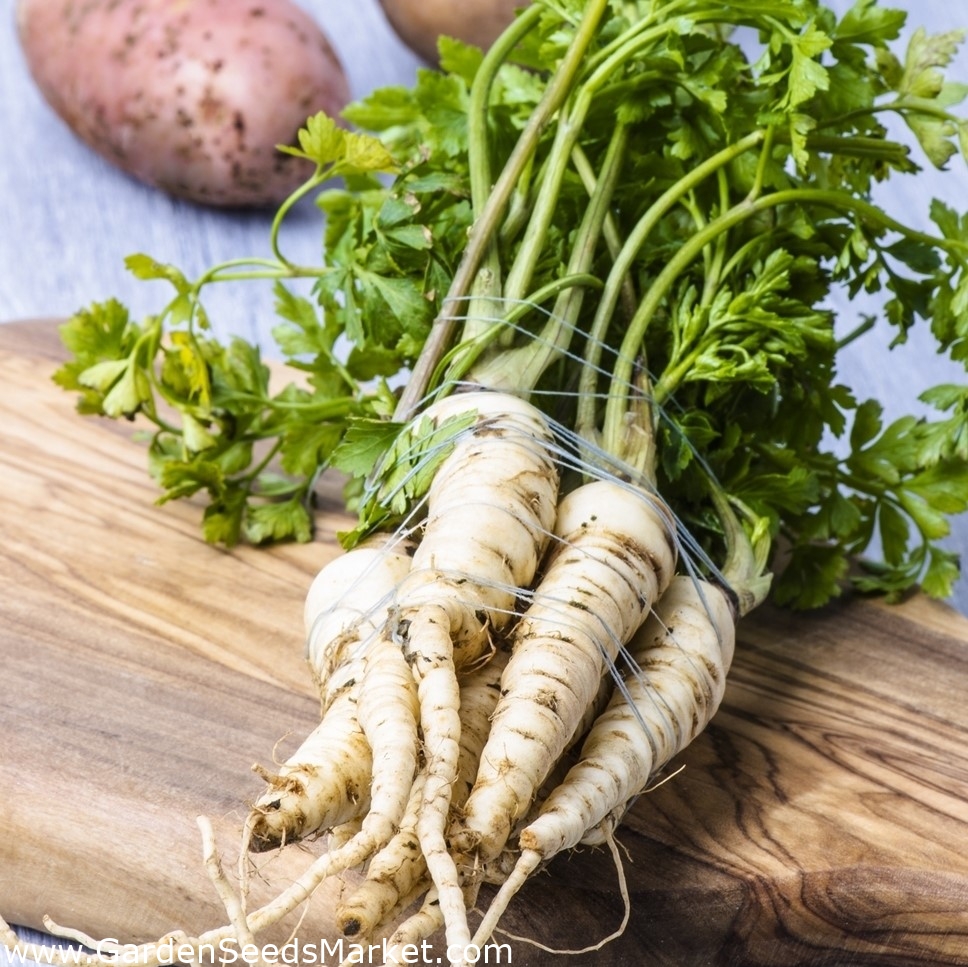 Persil Racine Halblange - Berlin - 4250 graines - Petroselinum crispum ...