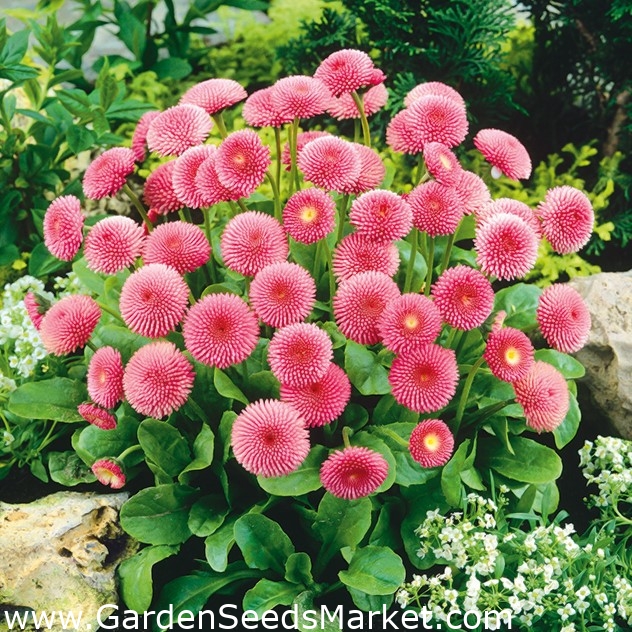 Pink English Daisy seeds - Bellis perennis - 690 seeds – Garden Seeds ...