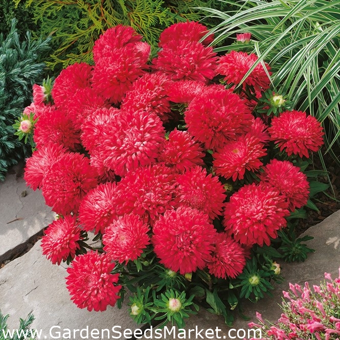 Dwarf Aster - Milady Scarlet - Callistephus chinensis - Fiery Red ...