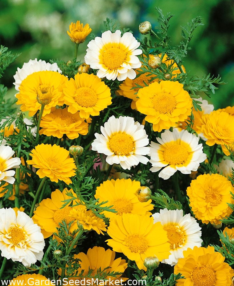 Crown Daisy kevert mag - Chrysanthemum coronarium - 550 mag - Glebionis ...