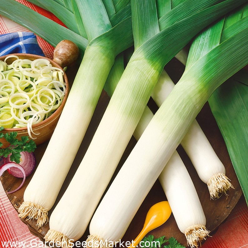 Leek "Winner" - winter, late variety - 320 seeds – Garden Seeds Market ...