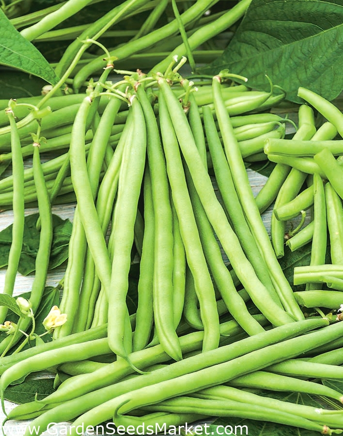 Dwarf green French bean "Jaga"; green bean, snap bean – Garden Seeds ...