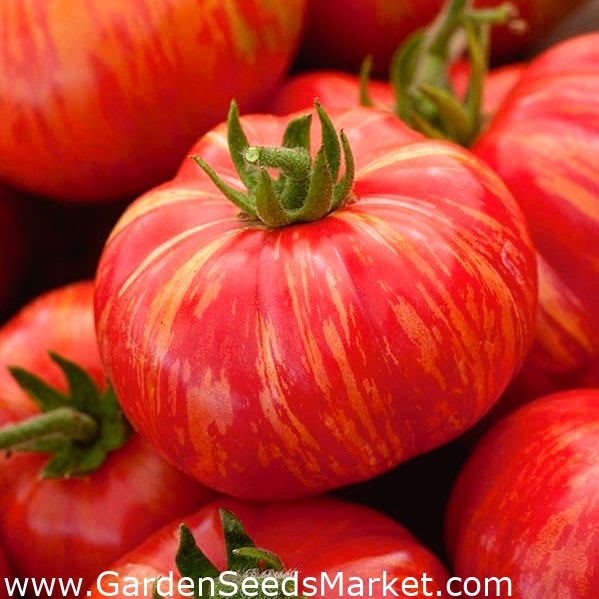 Field tomato "Duo" - tall variety – Garden Seeds Market | Free shipping
