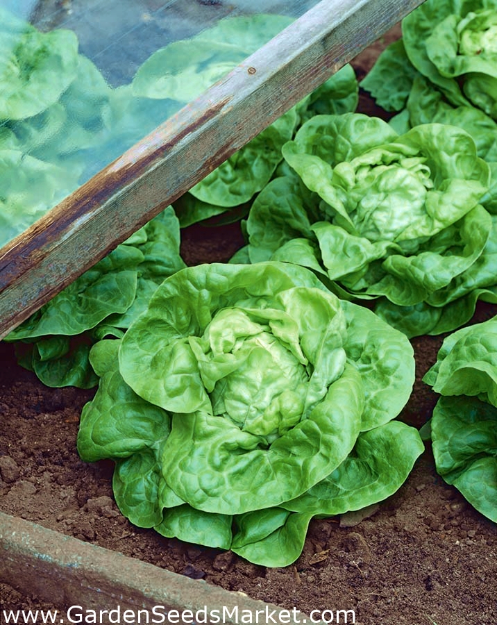 Wintering lettuce "Apollo" – Garden Seeds Market | Free shipping