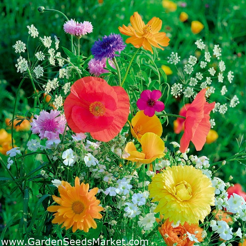 Izbor rastlinskih rastlin - mix II - – Garden Seeds Market | Brezplačna ...