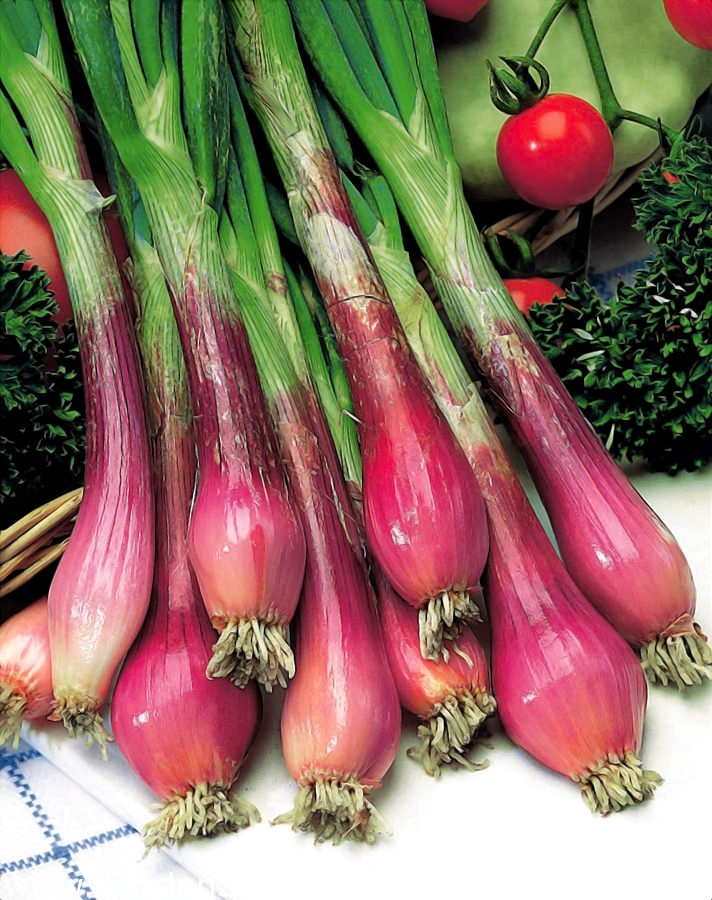Wintering onion "Red Toga" – Garden Seeds Market | Free shipping