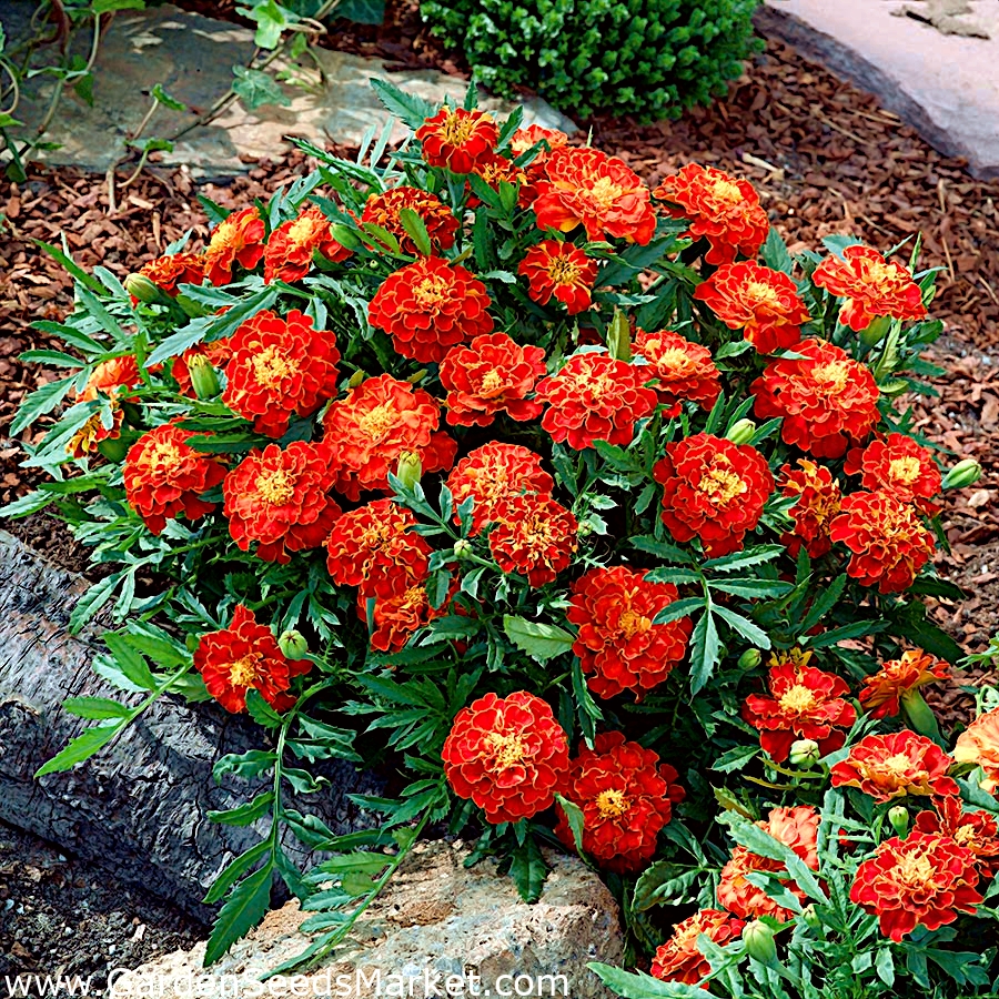 Mexican marigold "Brocade" - low-growing varieties' mix; Aztec marigold ...