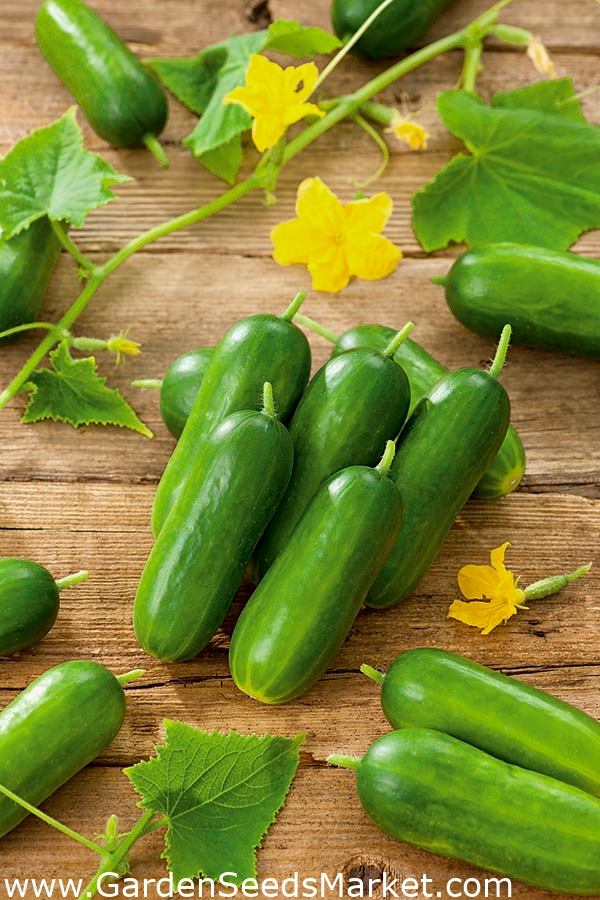Salad cucumber "Piko" - a hybrid variety – Garden Seeds Market | Free ...