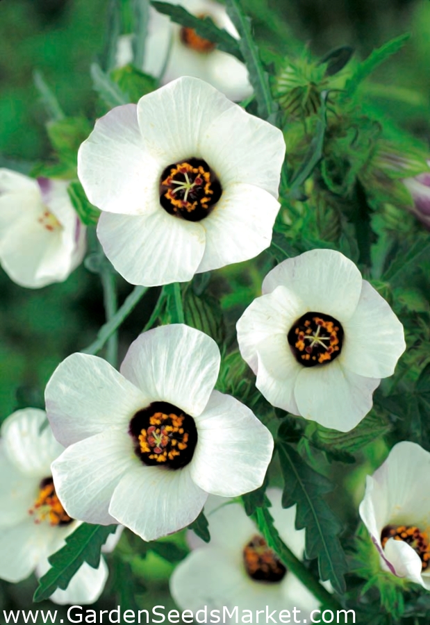 Flower-of-an-hour; bladder hibiscus, bladder ketmia, bladder weed ...