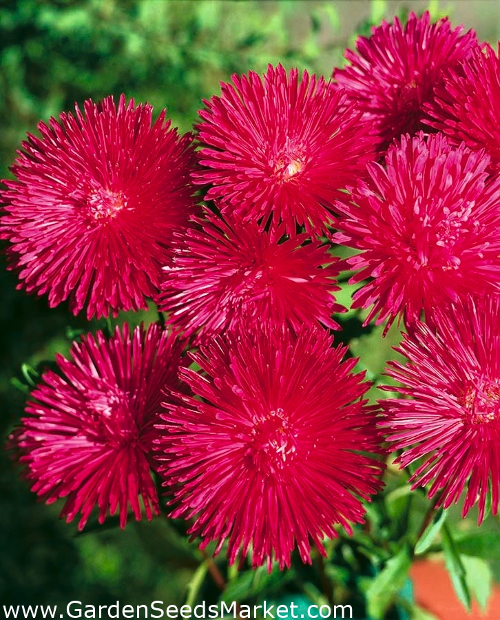 Dwarf aster "Jeżyk" - bright red – Garden Seeds Market | Free shipping