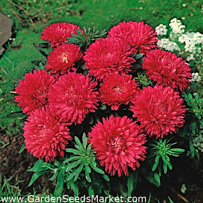 Dwarf aster "Rita" - red – Garden Seeds Market | Free shipping