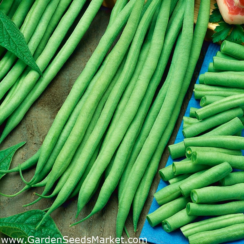 French bean seeds - selection of 4 varieties – Garden Seeds Market ...