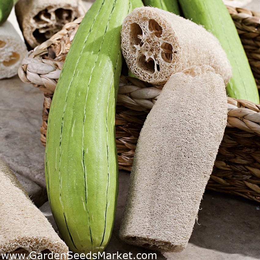 ฟองน้ำบวบแตงกวาอียิปต์ใยบวบเวียดนาม - 9 เมล็ด - Luffa cylindrica ...