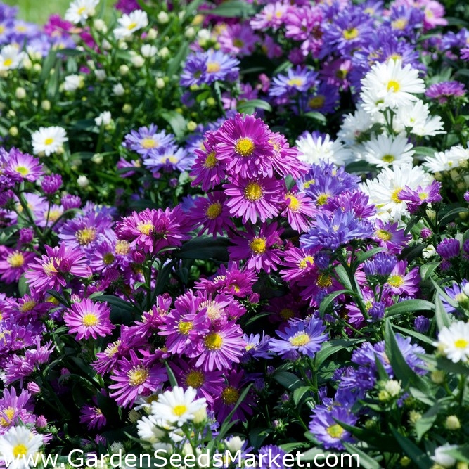 Bijela rada, New England Aster sjemenke - Aster-Engleska - 42 sjemenki ...