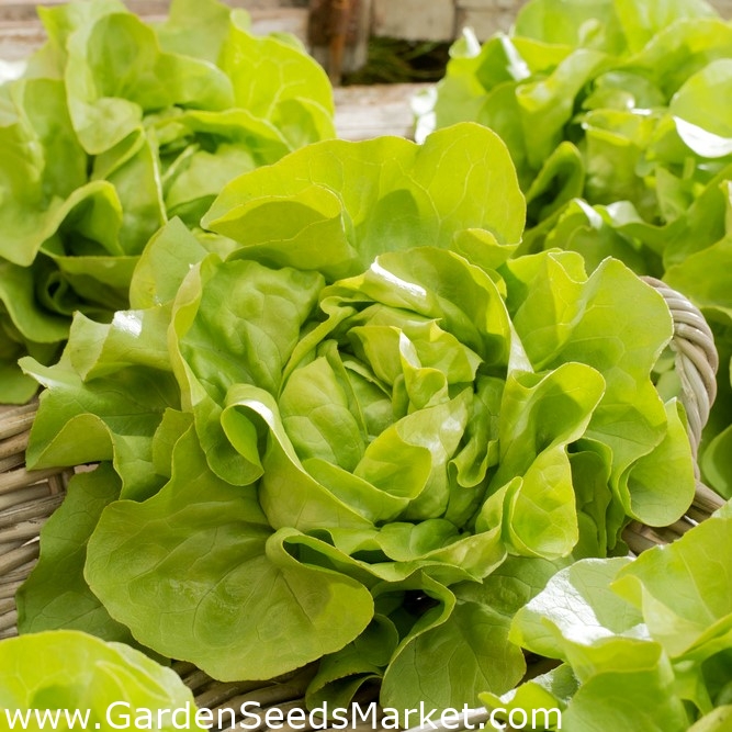 Salat Hode - Attractie - 855 frø - Lactuca sativa L. var. Capitata ...