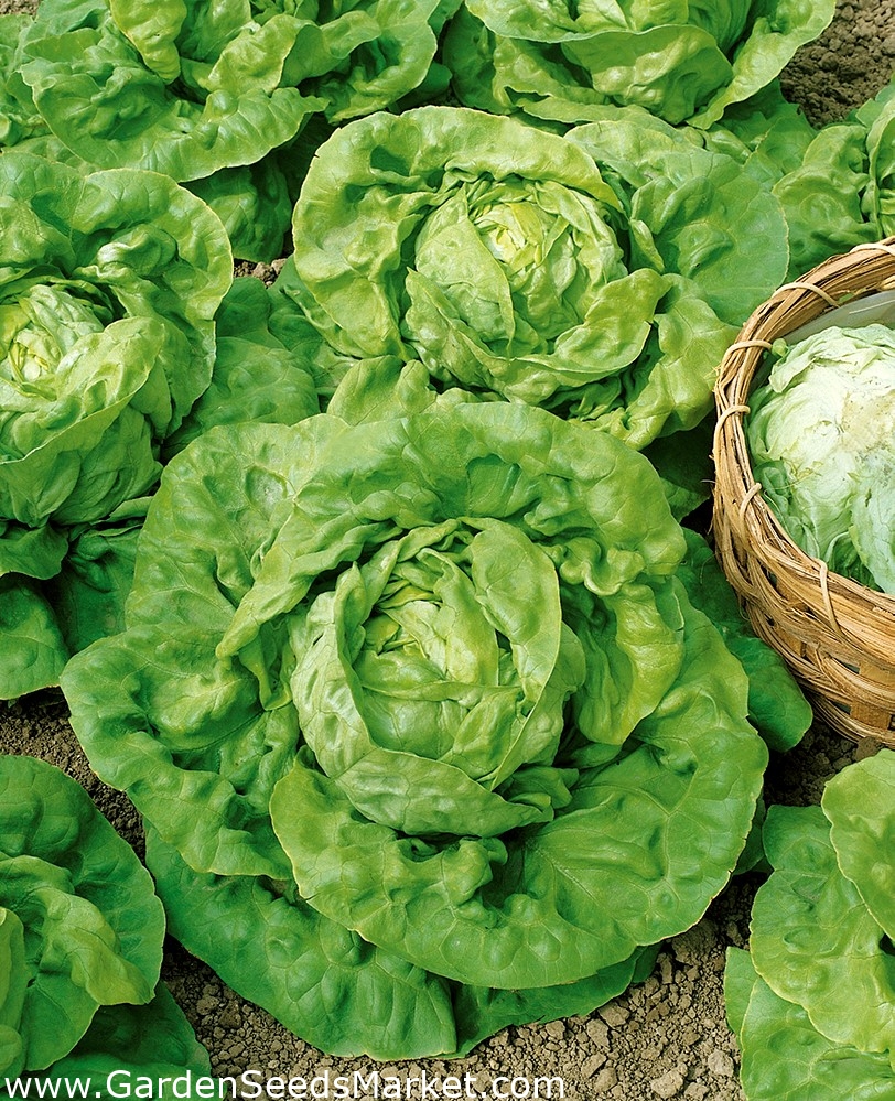 Zimní hlávkový salát "Humil" - 900 semen - Lactuca sativa L. var ...