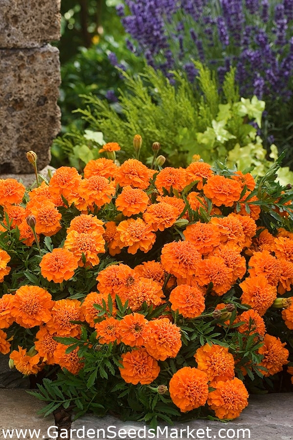 Marigold Boy Orange seeds - Tagetes patula nana fl. pl. - 300 seeds ...
