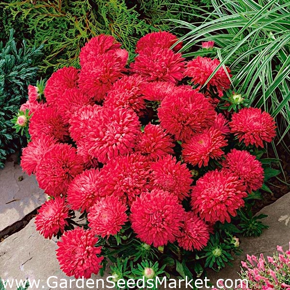 Dwarf Aster Milady Scarlet seeds - Callistephus chinensis - 500 seeds ...