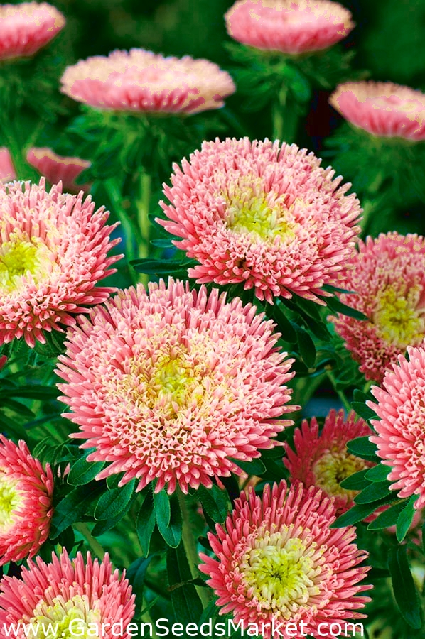 Chinese princess aster 'Niusia' – Garden Seeds Market | Free shipping