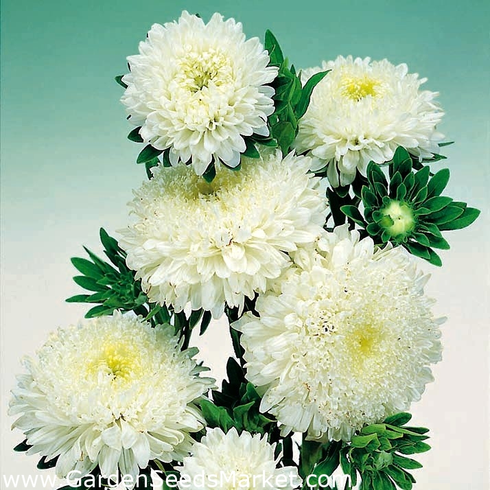 Aster blanco con flores de pompones - 500 semillas - Callistephus ...
