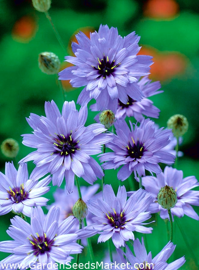 Cupid's Dart seeds - Catananche caerulea - 80 seeds – Garden Seeds ...