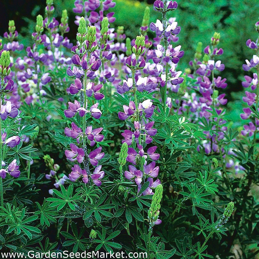 Lupin hẹp "Dalbor" - 1 kg; lupin lá hẹp, lupin xanh - Lupinus ...