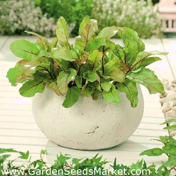 Taman mini - Mangold (bit) untuk daun segar yang dipotong - untuk ...