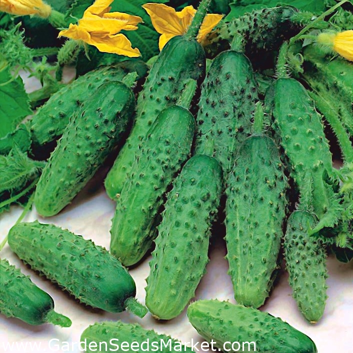 Paprastasis agurkas - Aloe F1 - Cucumis sativus - sēklas – Garden Seeds ...