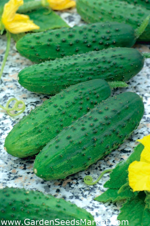 Paprastasis agurkas - Sheriff F1 - 175 sēklas - Cucumis sativus ...