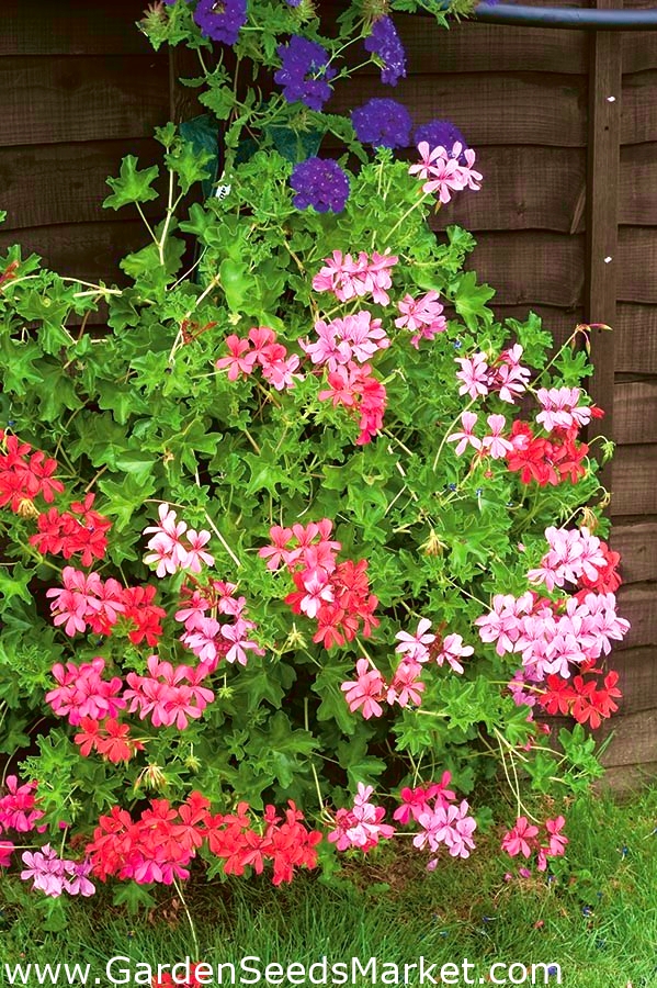 Ivy-leaf geranium "Speedy mixed"; cascading geranium - 10 seeds ...