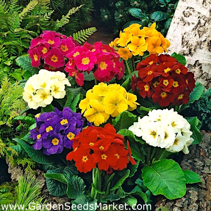 Primrose Crescendo Mix frø - Primula elatior - 330 frø – Garden Seeds ...
