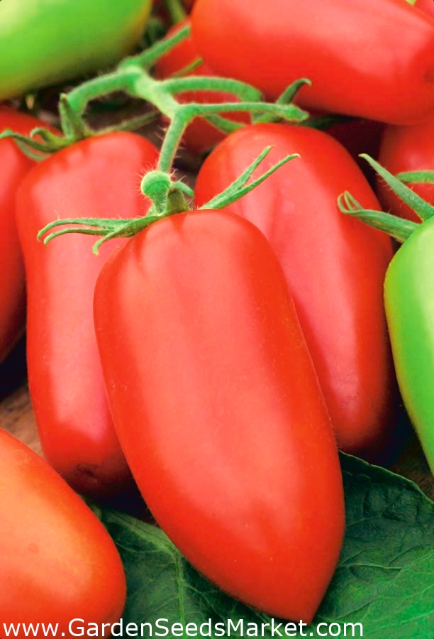 Field tomato "Piramide" - pepper-shaped – Garden Seeds Market | Free ...