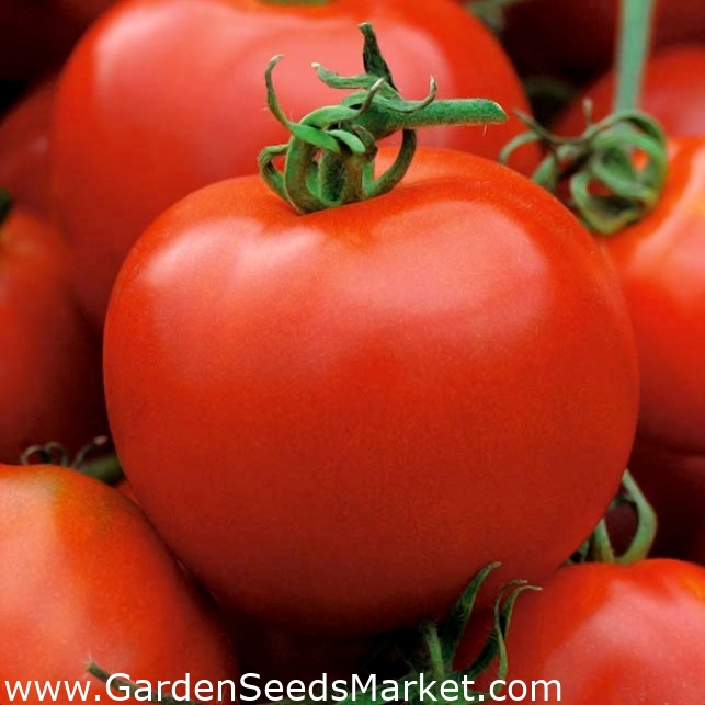 Tomato Rambozo F1 seeds - Lycopersicon esculentum – Garden Seeds Market ...
