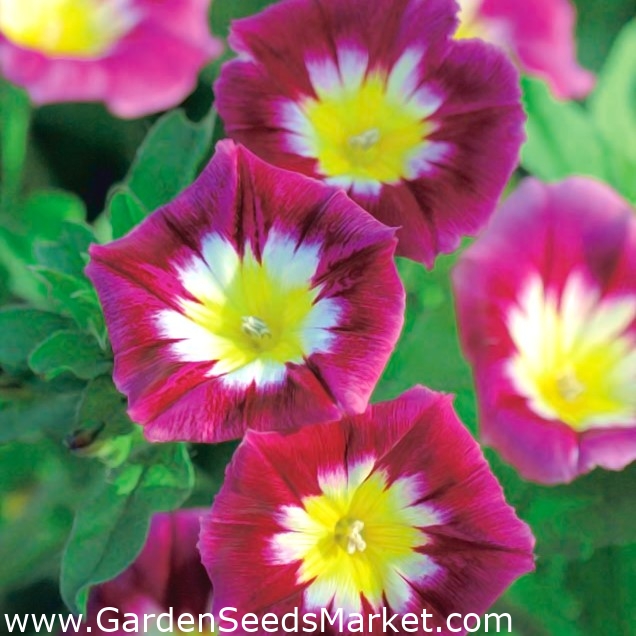 Liseron Tricolore "Red Ensign" - convolvulus tricolore - 200 graines ...
