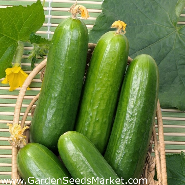 Paprastasis agurkas - Iwa - 35 sēklas - Cucumis sativus – Garden Seeds ...