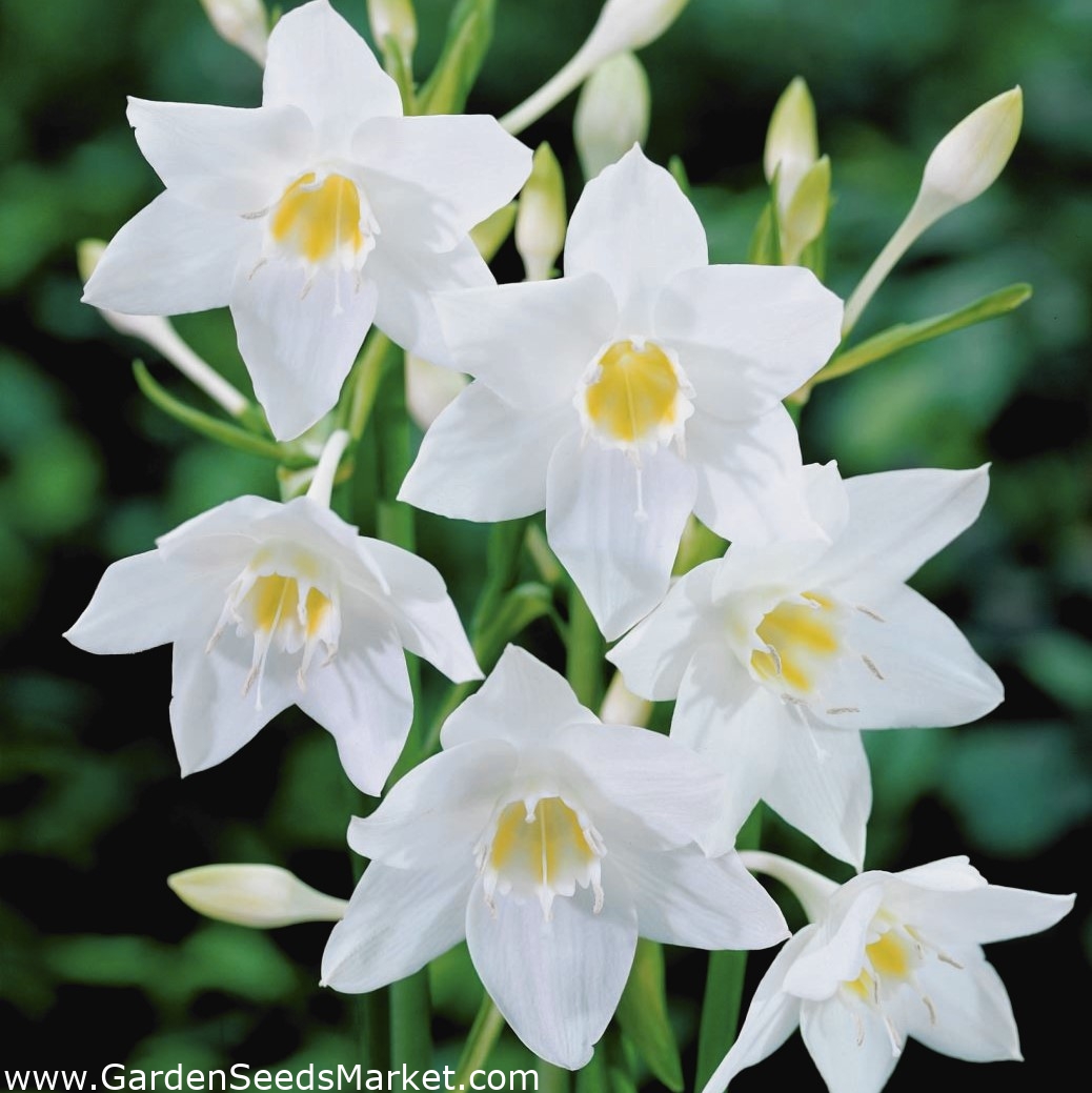 Eucharis Amazonica, Amazon Lily - grand paquet ! - 10 pieces – Garden ...