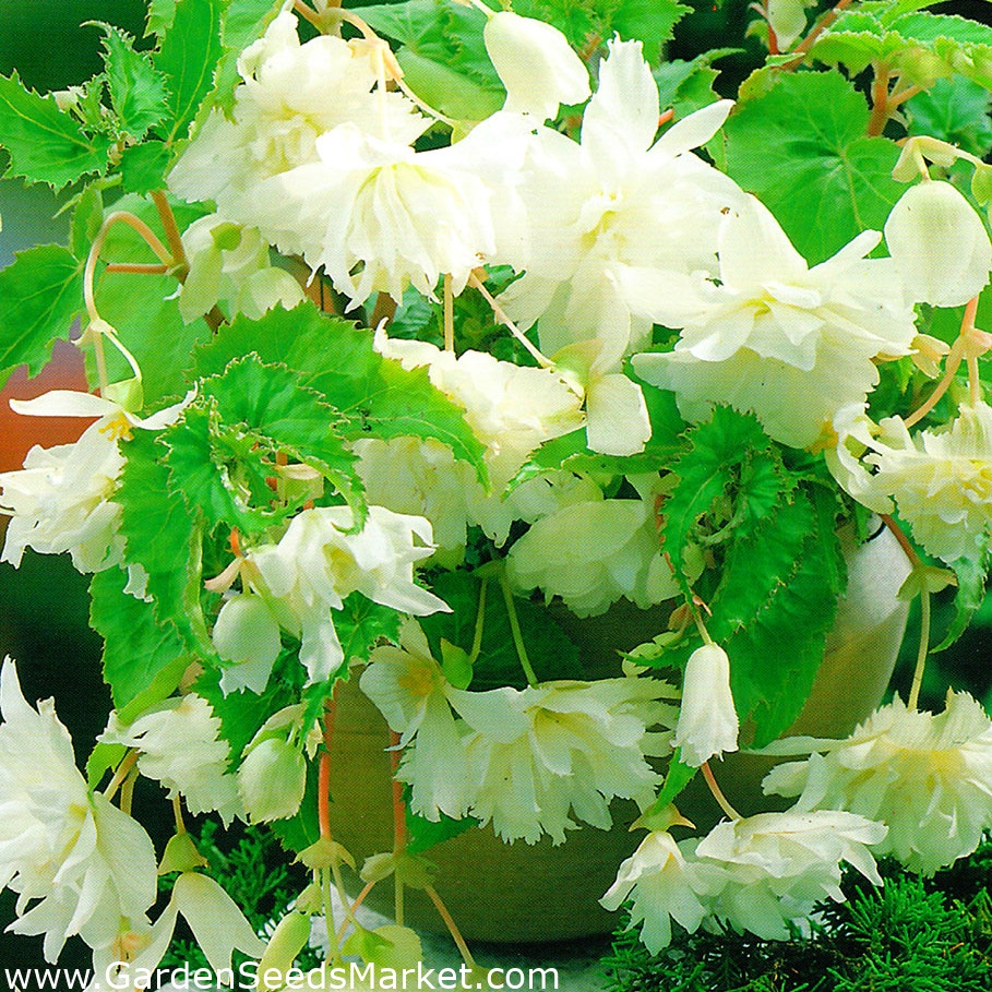 Begonia Pendula Cascade bijela - 2 lukovice - Begonia ×tuberhybrida ...