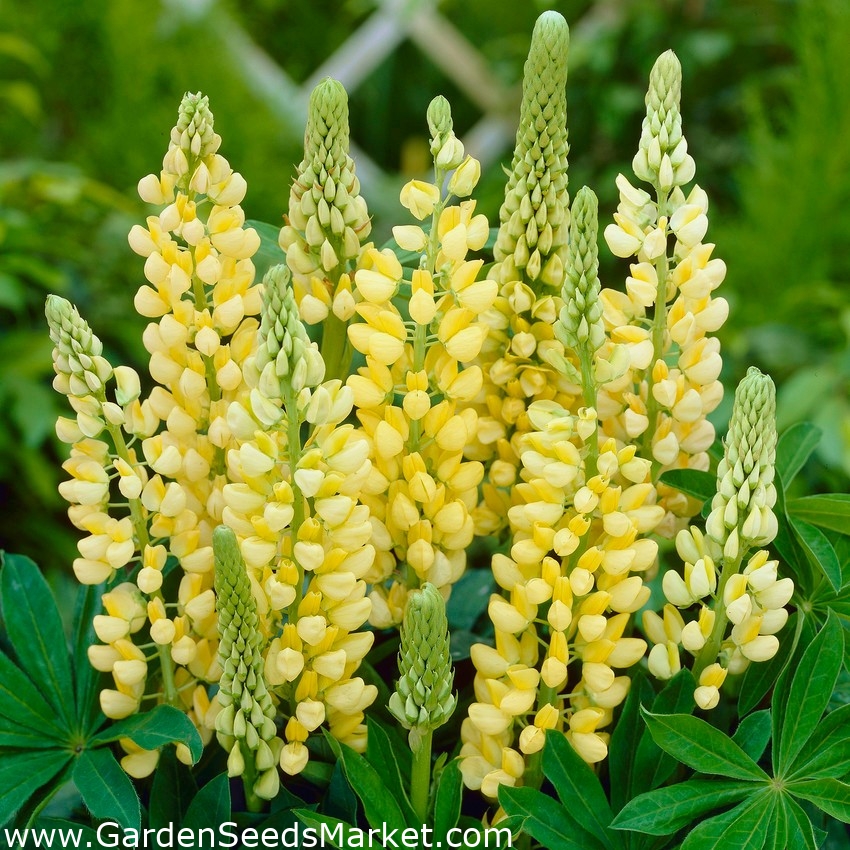 Plántulas de lupino - selección de 4 variedades de plantas con flores ...